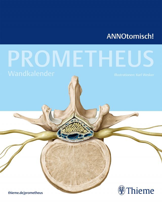 PROMETHEUS LernPoster der Anatomie, Knochen und Muskeln: jetzt ...